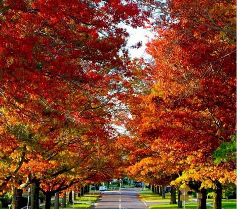 Canberra - things to do and places to camp